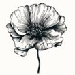 How to Draw a Flower: A Beginner's Guide - Full Bloom Club