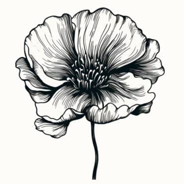 How to Draw a Flower: A Beginner's Guide - Full Bloom Club