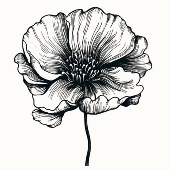 How to Draw a Flower: A Beginner's Guide - Full Bloom Club